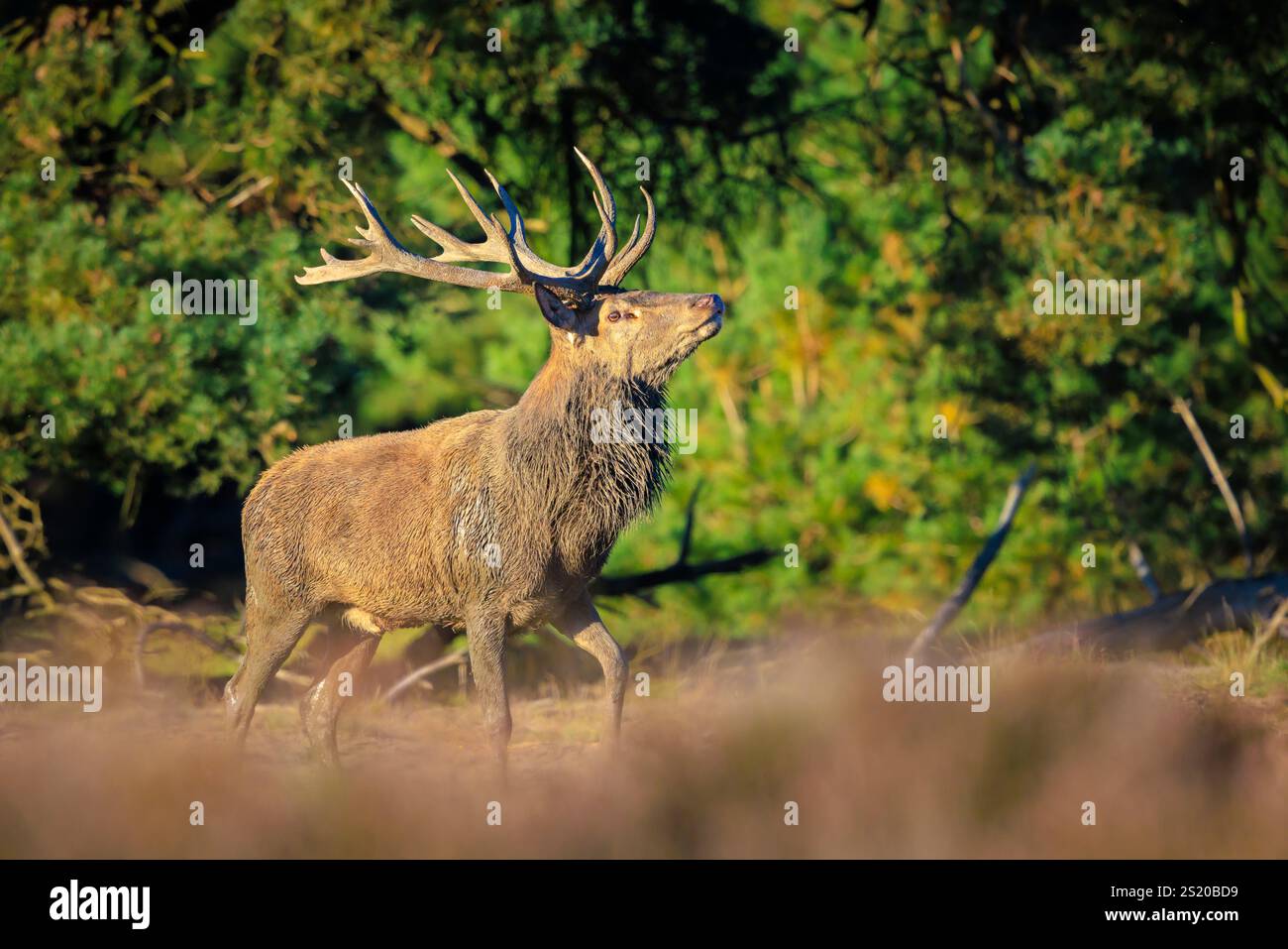 Red deer male, cervus elaphus, rutting during mating season on a field ...