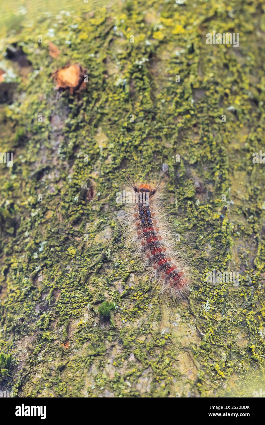 Gypsy moth or spongy moth , Lymantria dispar, caterpillar crawling and ...