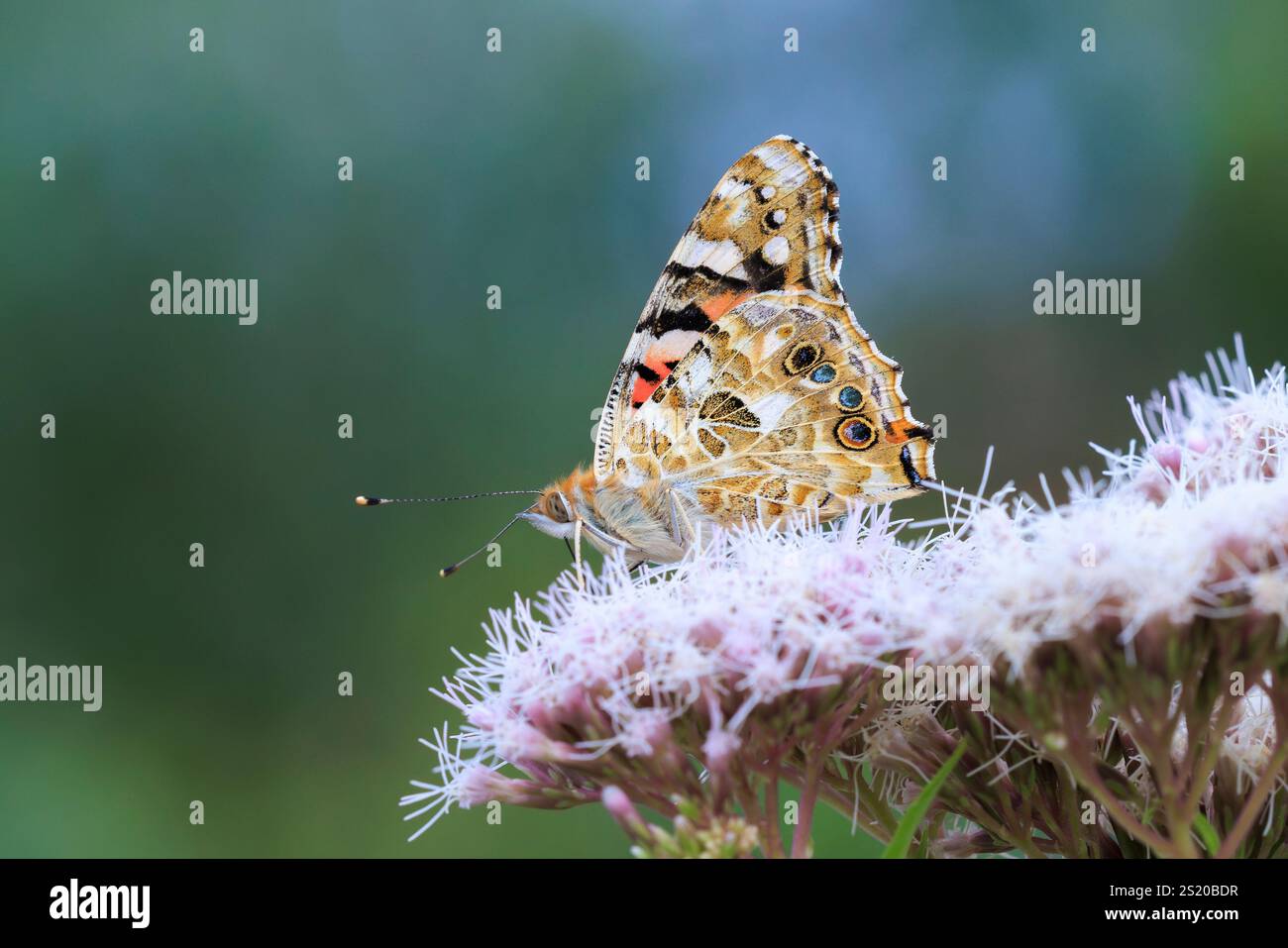Painted Lady butterfly, Vanessa Cardui, closeup feeding nectar Stock ...