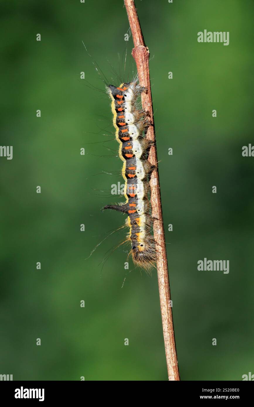 Closeup of a caterpillar of a grey dagger, Acronicta psi, moth crawling ...