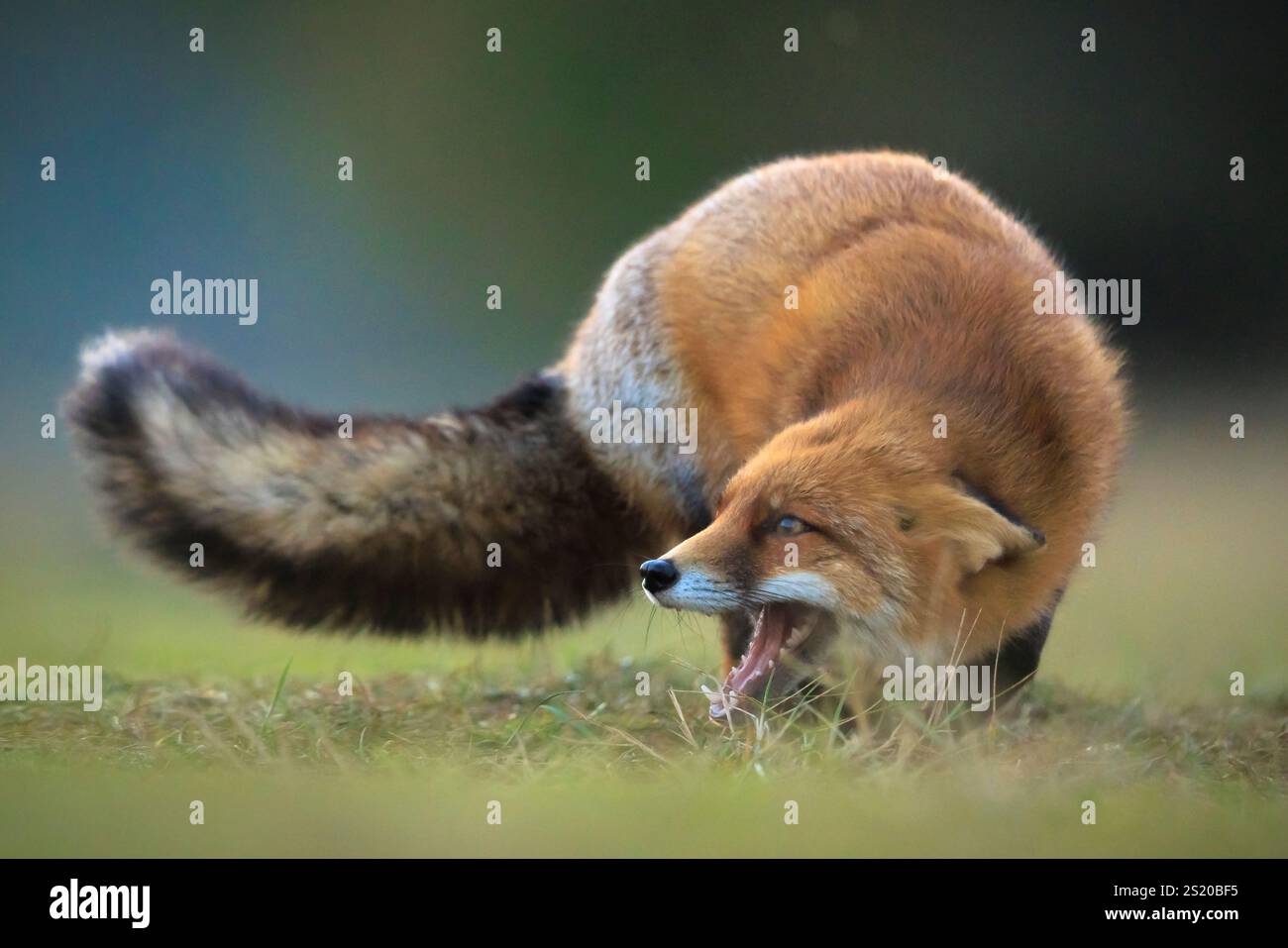 Wild red fox, vulpes vulpes scavenging and foraging in a meadow Stock Photo - Alamy