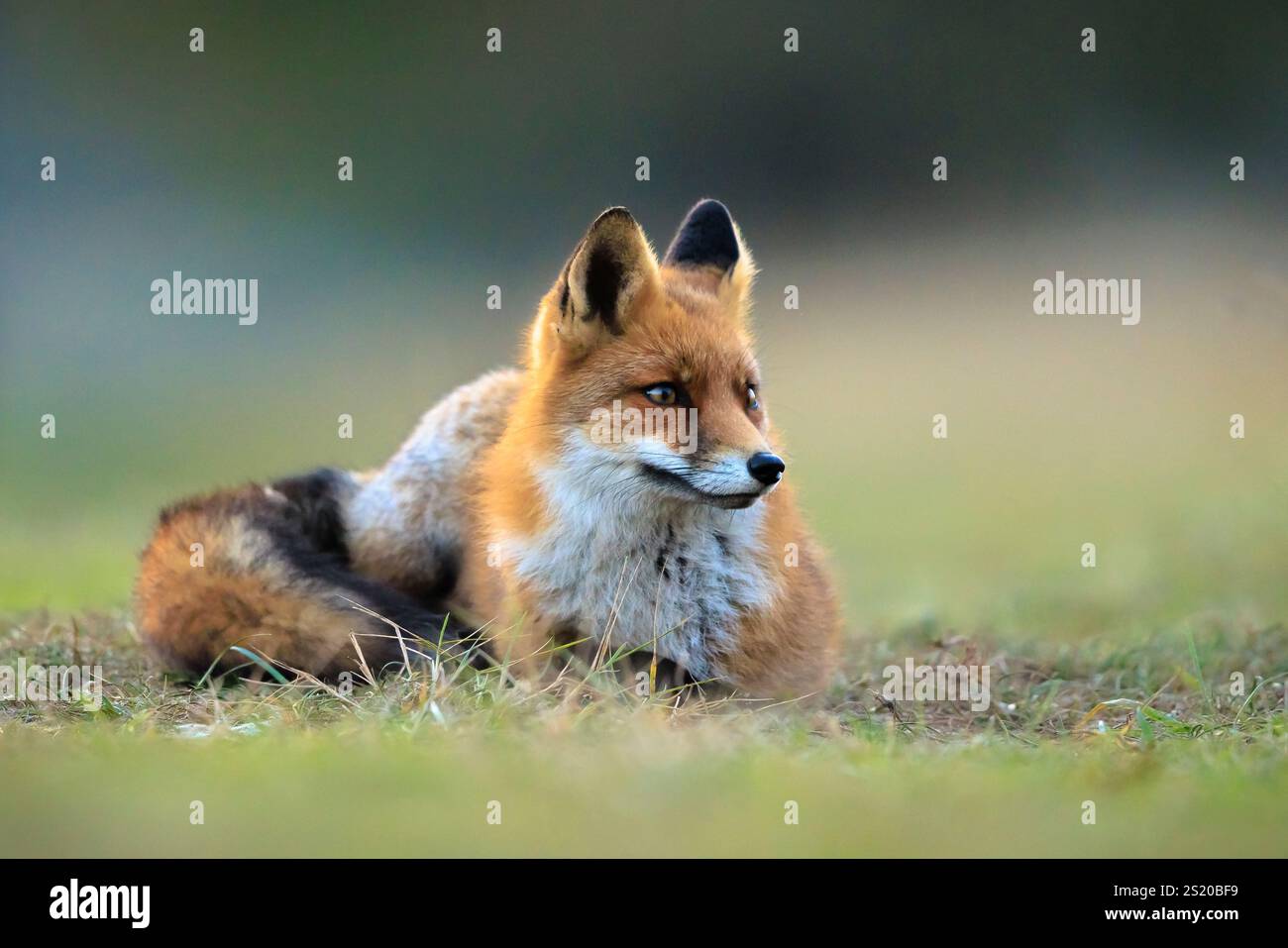 Wild red fox, vulpes vulpes scavenging and foraging in a meadow Stock Photo - Alamy
