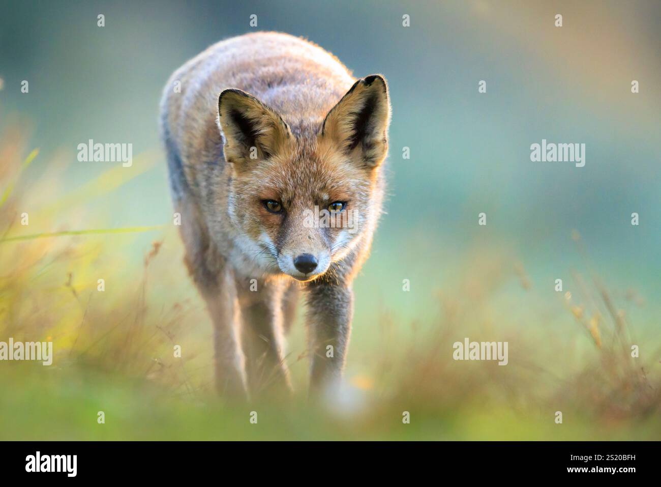 Wild red fox, vulpes vulpes scavenging and foraging in a meadow Stock Photo - Alamy