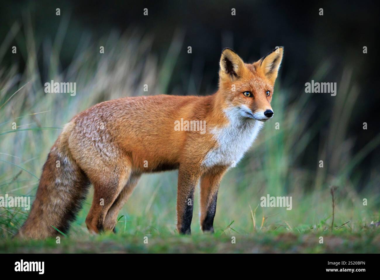 Wild red fox, vulpes vulpes scavenging and foraging in a meadow Stock Photo - Alamy