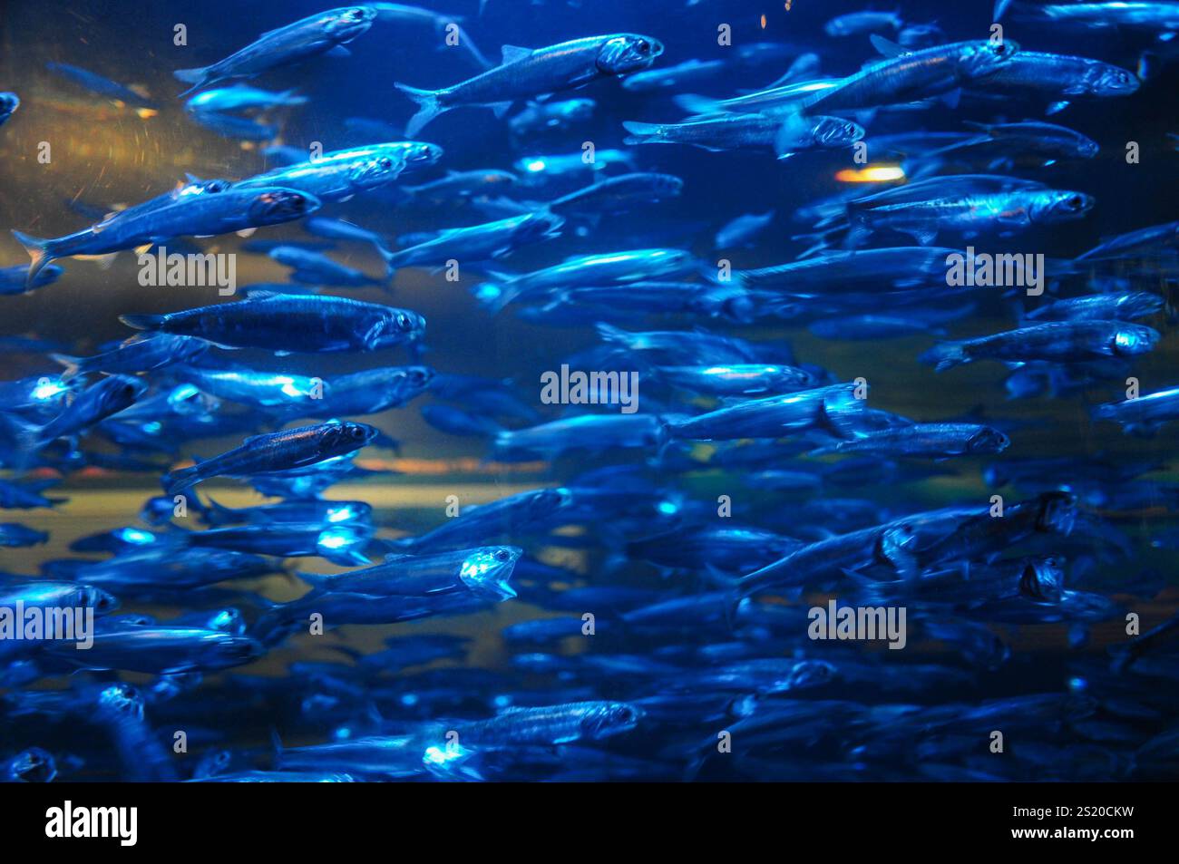 A mesmerizing school of shimmering fish swim in unison in the deep blue ...