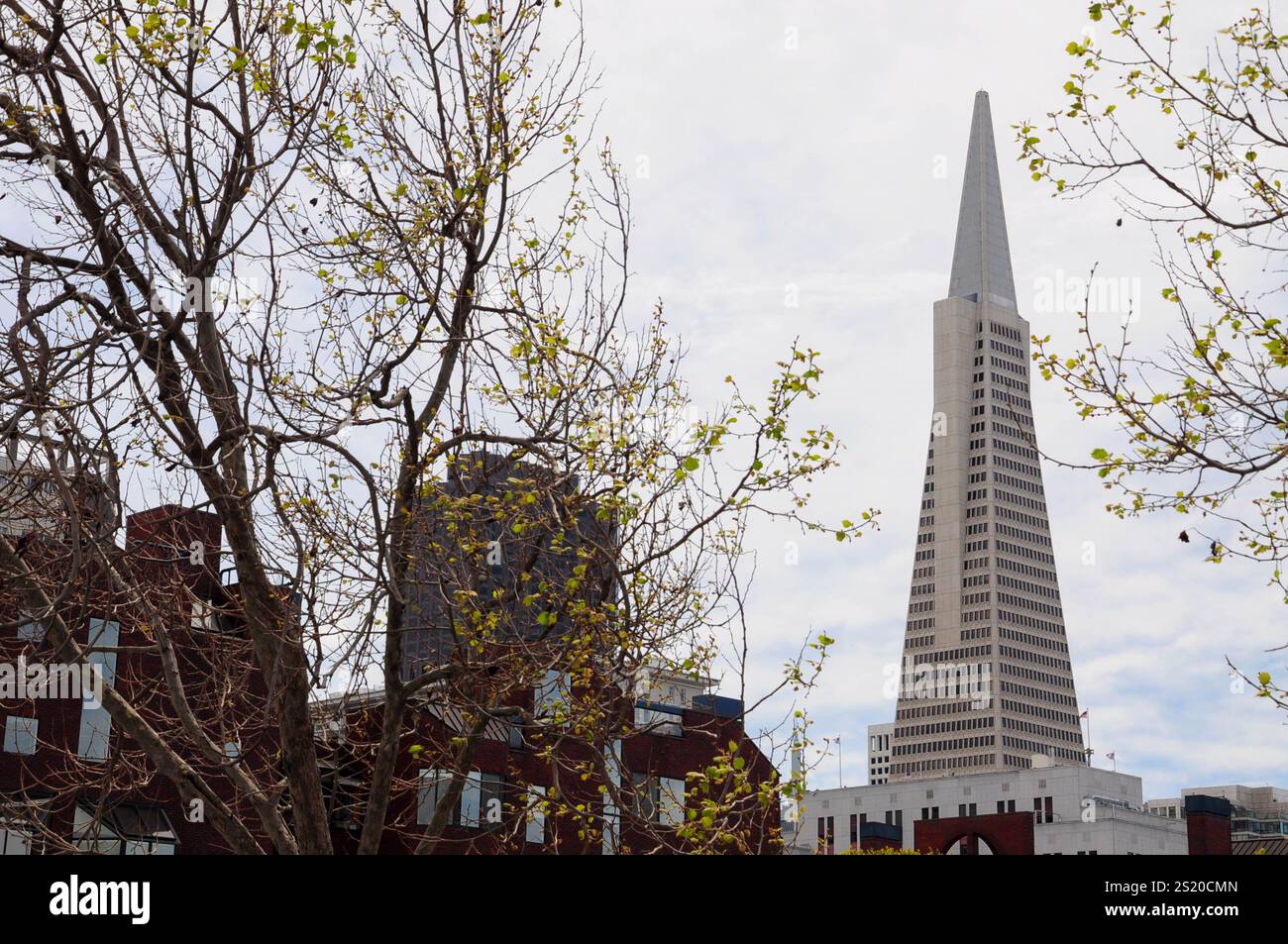 Transamerica Pyramid towers over autumn trees, symbolizing SF's unique ...