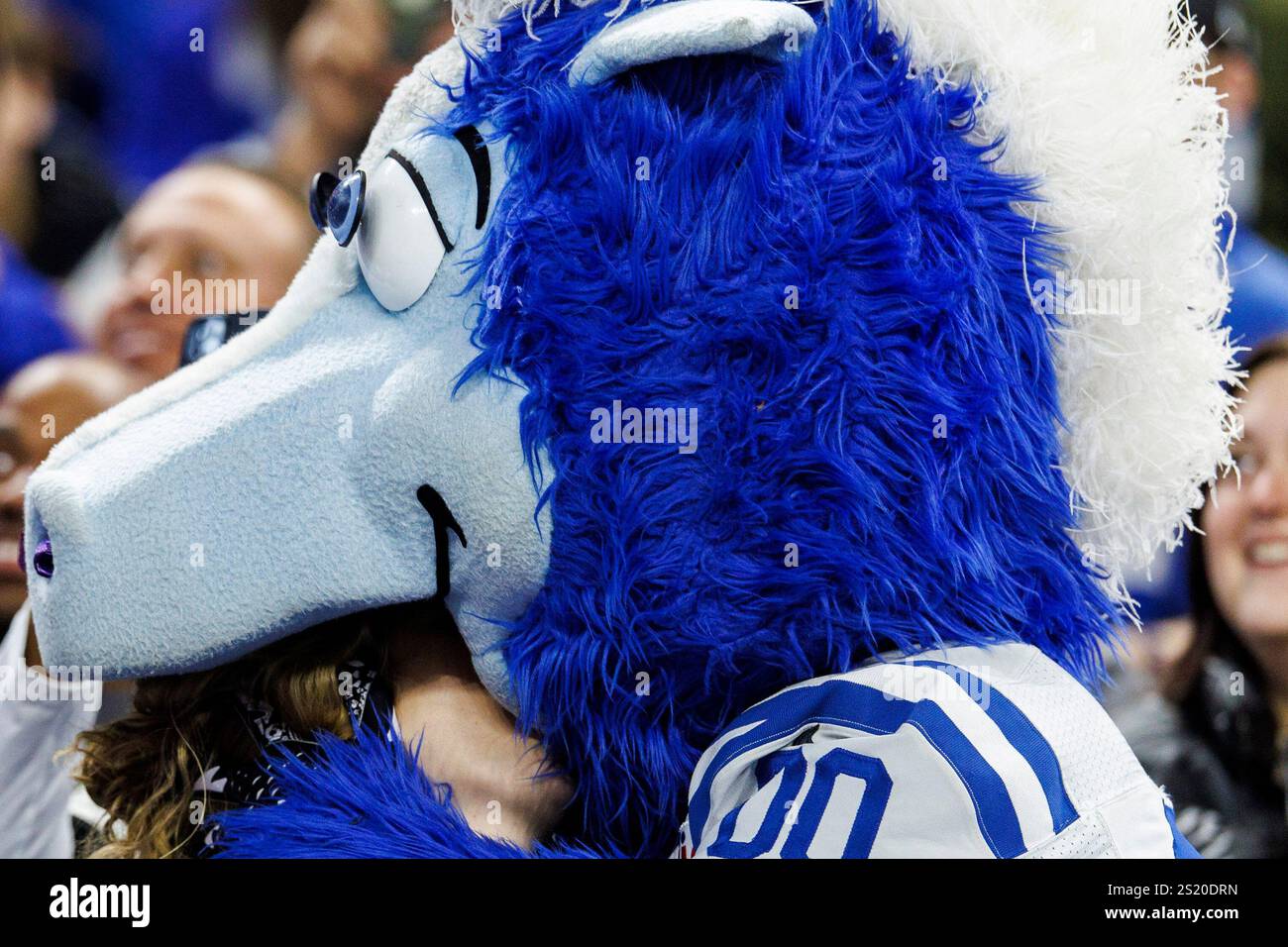 January 05, 2025: Indianapolis Colts mascot Blue during the kiss cam ...