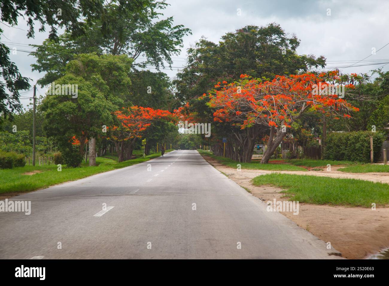 Typical Red Flamboyant blooming trees in a road near Holguin, Cuba ...