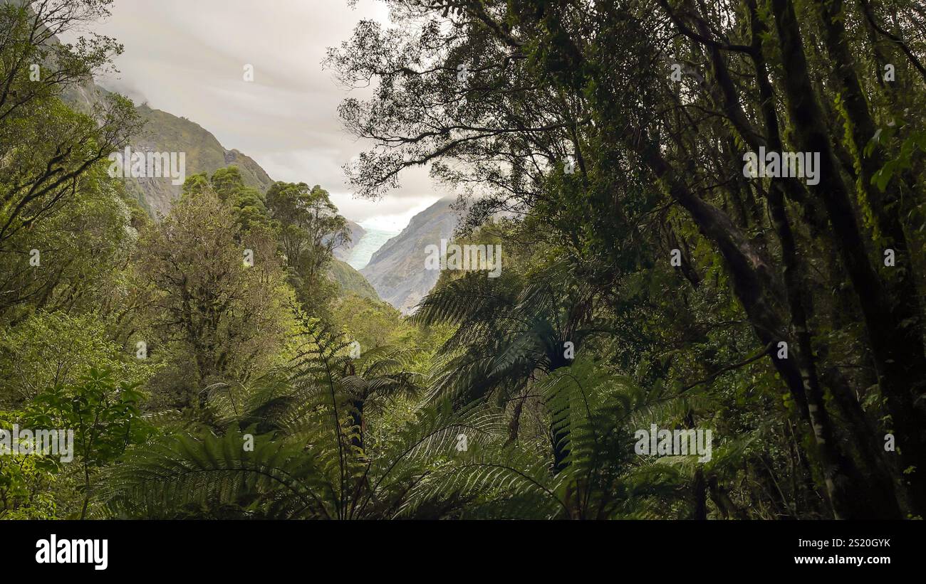 The Native bush walking track at Franz Josef Glacier Stock Photo - Alamy
