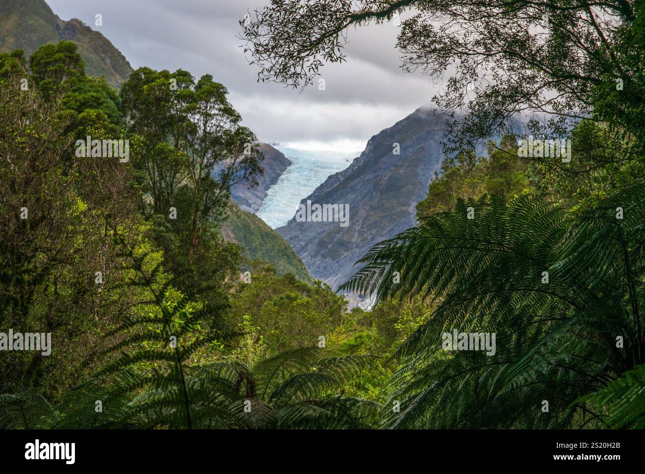 The Native bush walking track at Franz Josef Glacier Stock Photo - Alamy