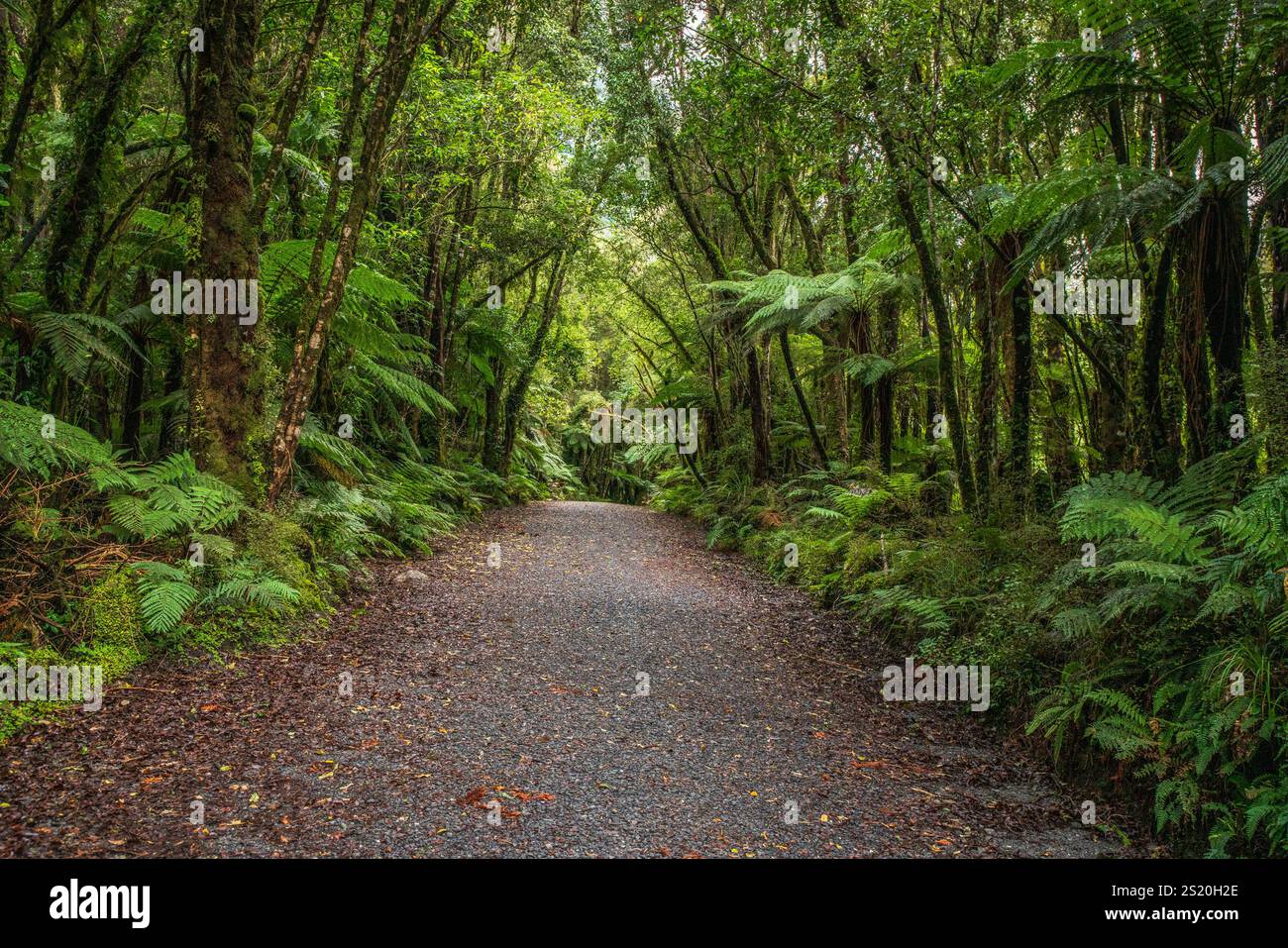 The Native bush walking track at Franz Josef Glacier Stock Photo - Alamy