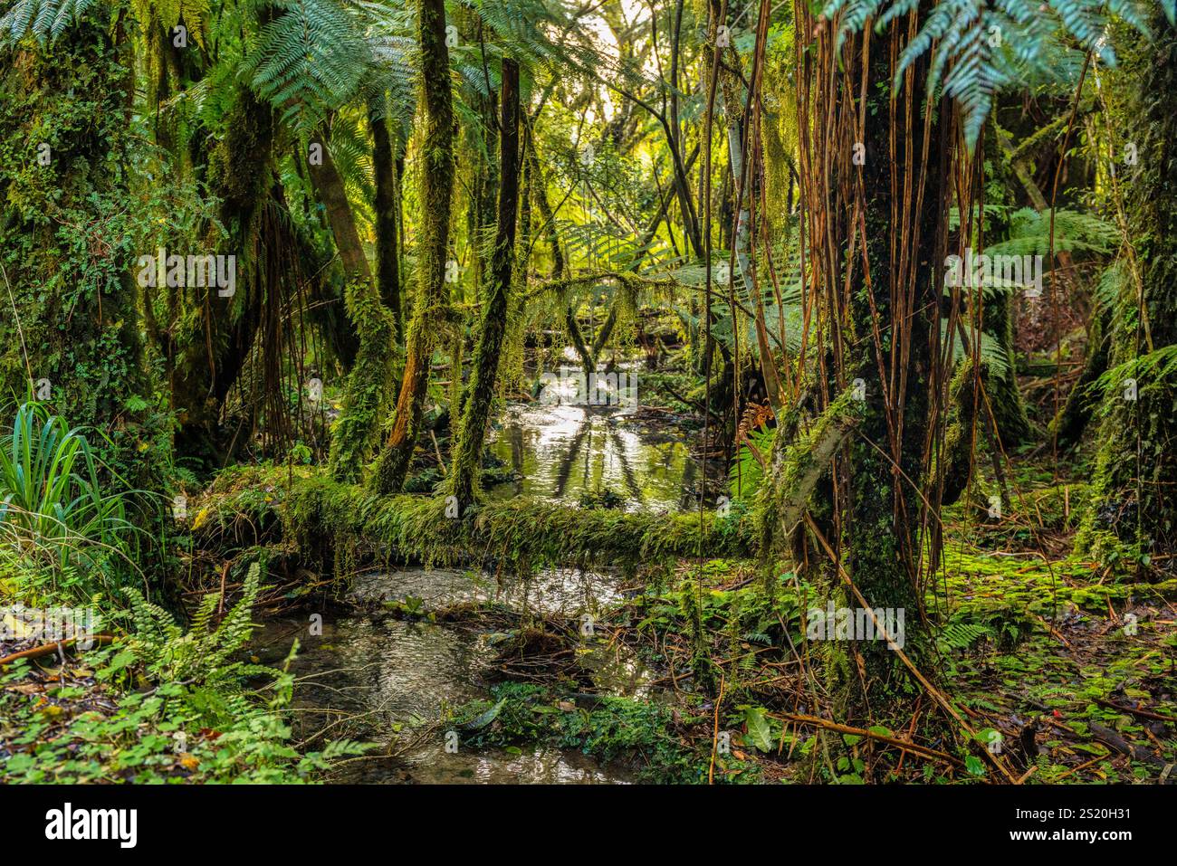 The Native bush walking track at Franz Josef Glacier Stock Photo - Alamy