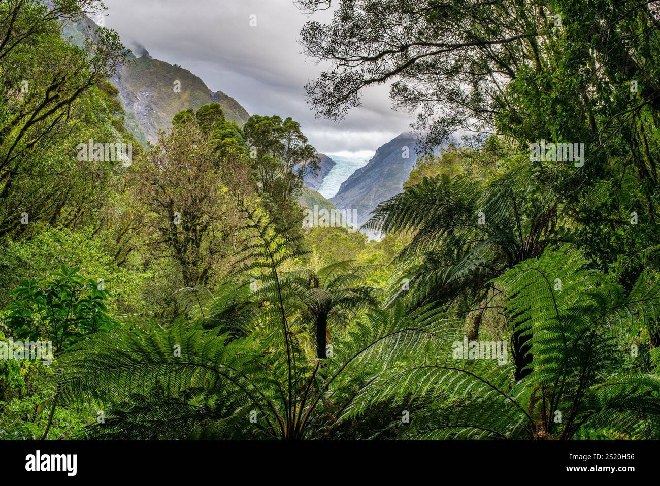The Native bush walking track at Franz Josef Glacier Stock Photo - Alamy