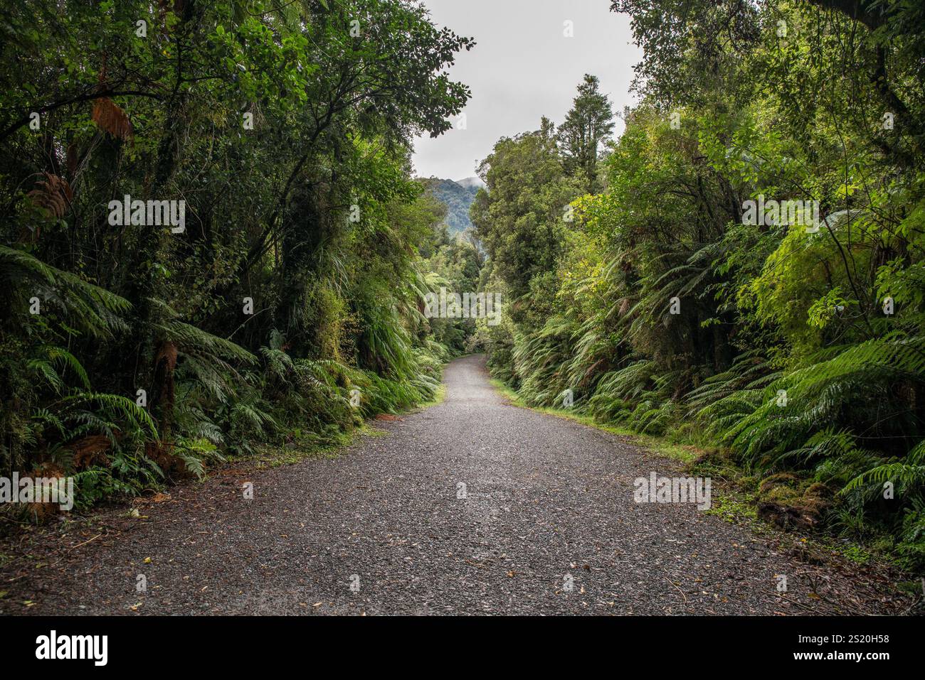 The Native bush walking track at Franz Josef Glacier Stock Photo - Alamy