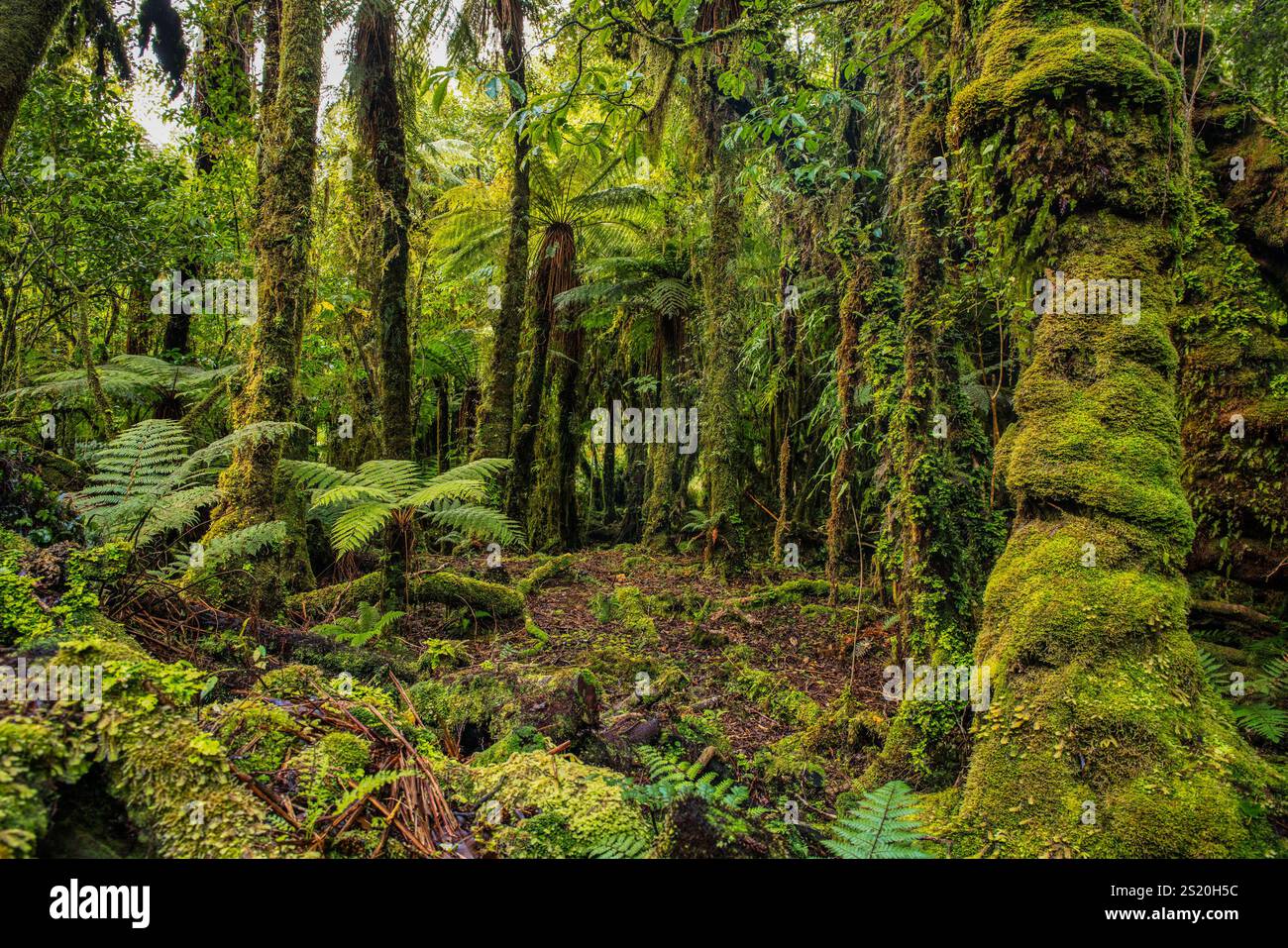 The Native bush walking track at Franz Josef Glacier Stock Photo - Alamy