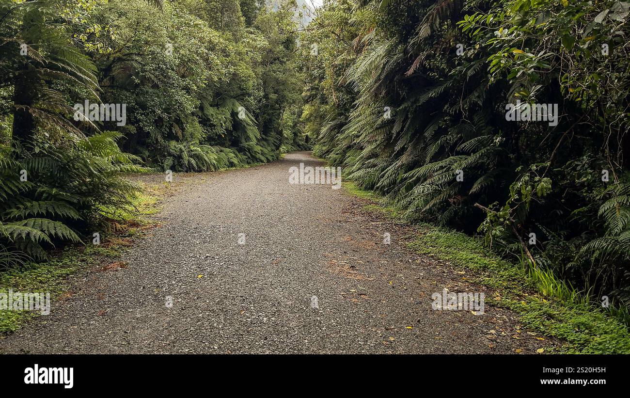 The Native bush walking track at Franz Josef Glacier Stock Photo - Alamy