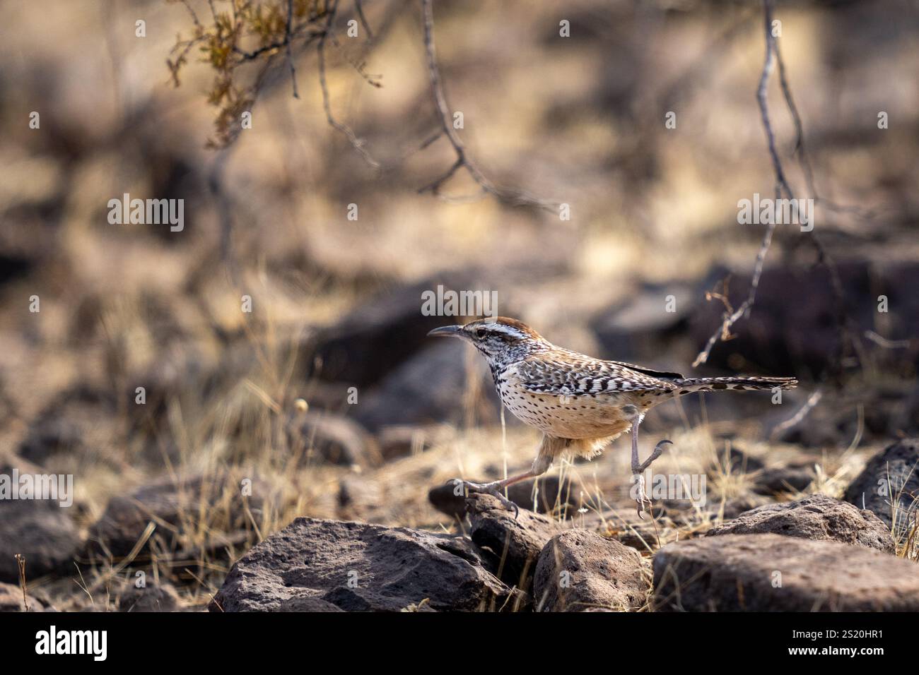 Hopping cactus wren bird hopping between rocks out in the desert Stock ...