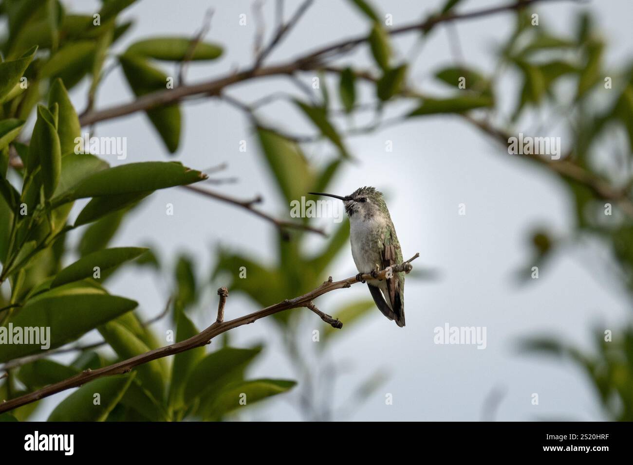Hummingbird high in a tree with a grey sky background sitting on a ...