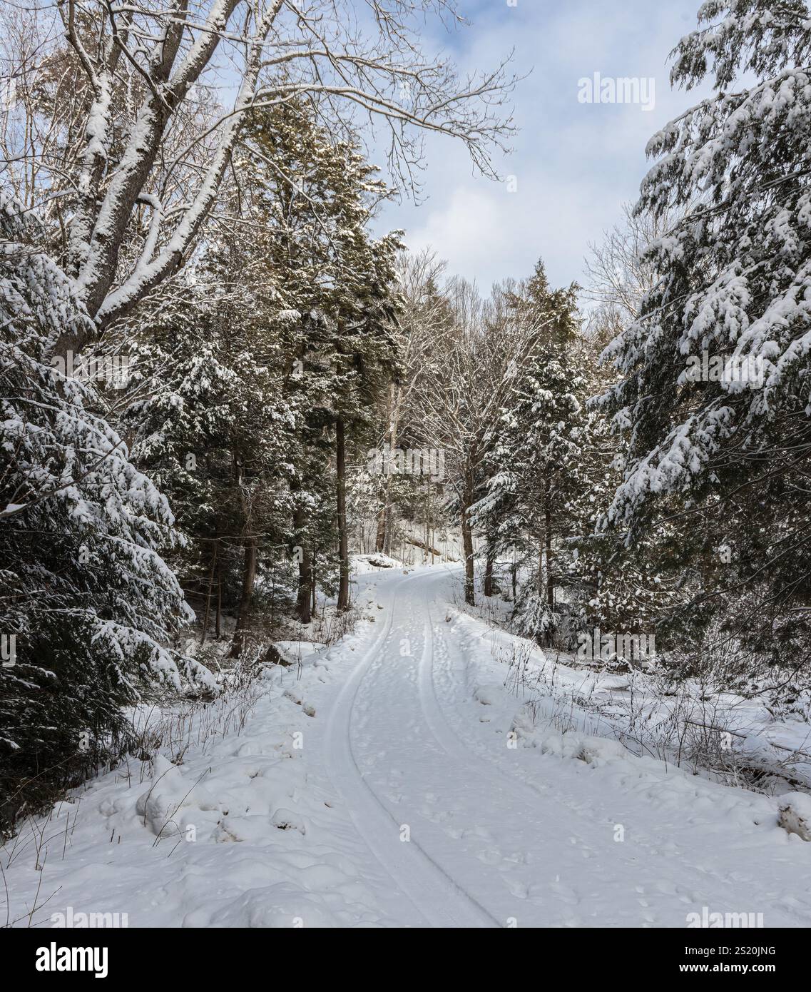 Winter scene of snowy forest road in Ontario Stock Photo - Alamy