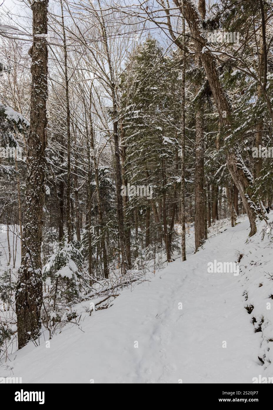 Snow on a hiking path through forest in Muskoka Ontario Stock Photo - Alamy