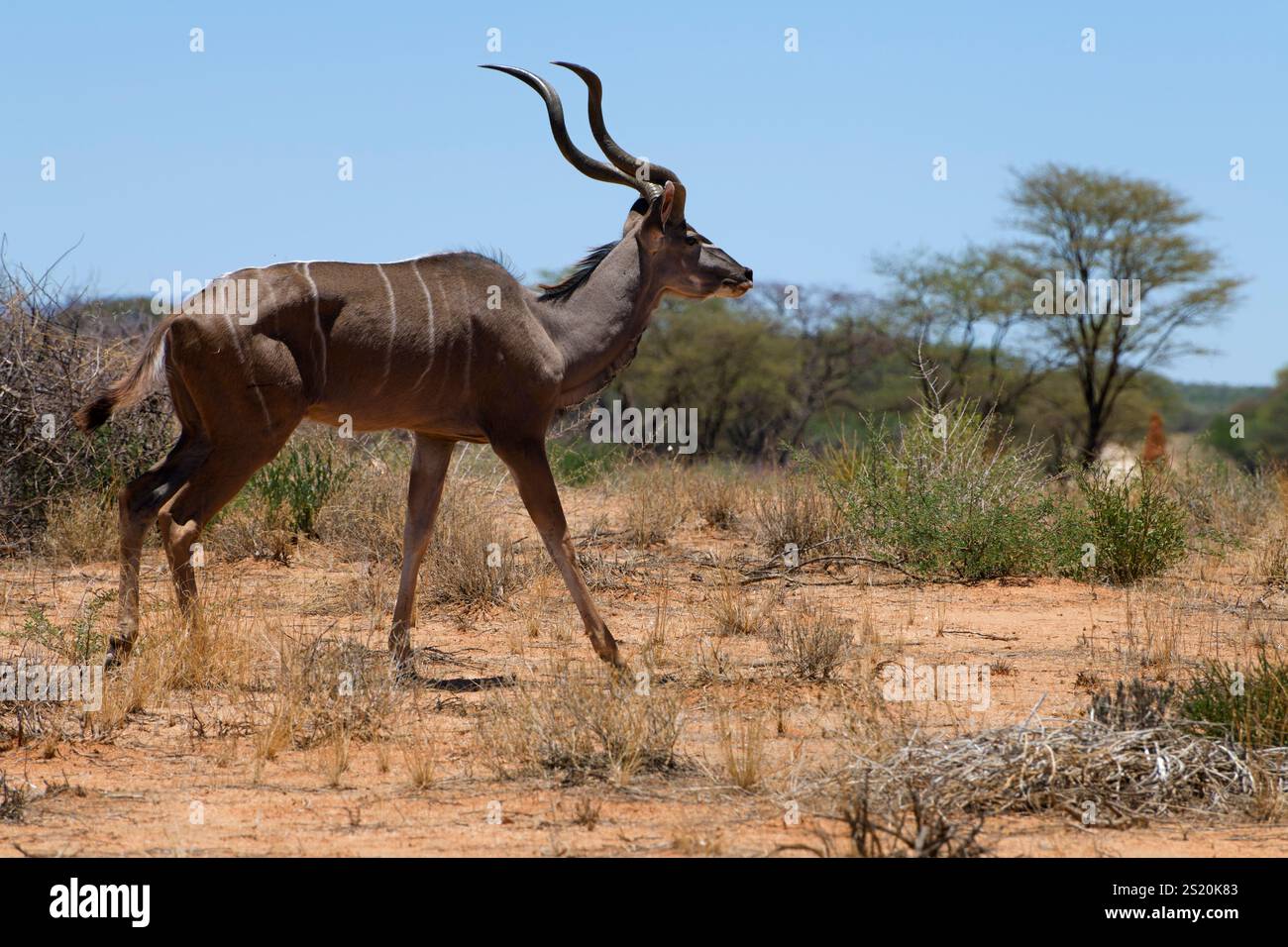 Male greater kudu (Strepsiceros, kudu bull) on farmland near Omaruru ...