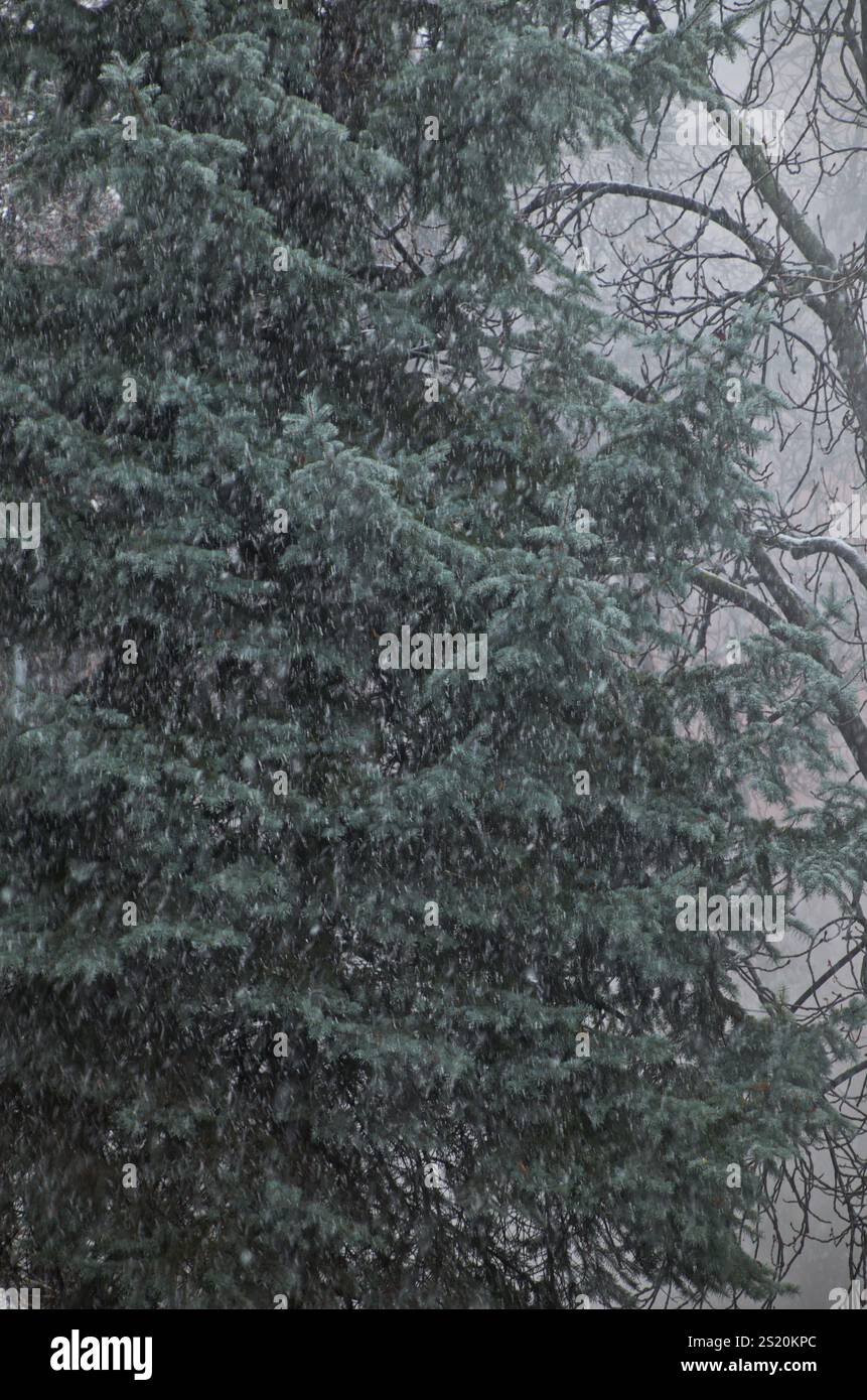 Coniferous trees during blizzard hi-res stock photography and images ...