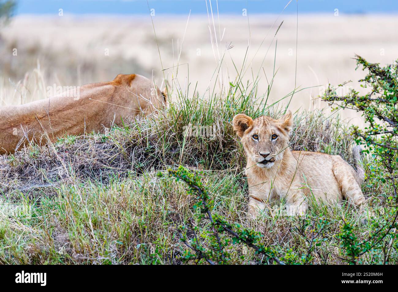 A cute lion (Panthera leo) cub chewing a stem of grass makes eye ...