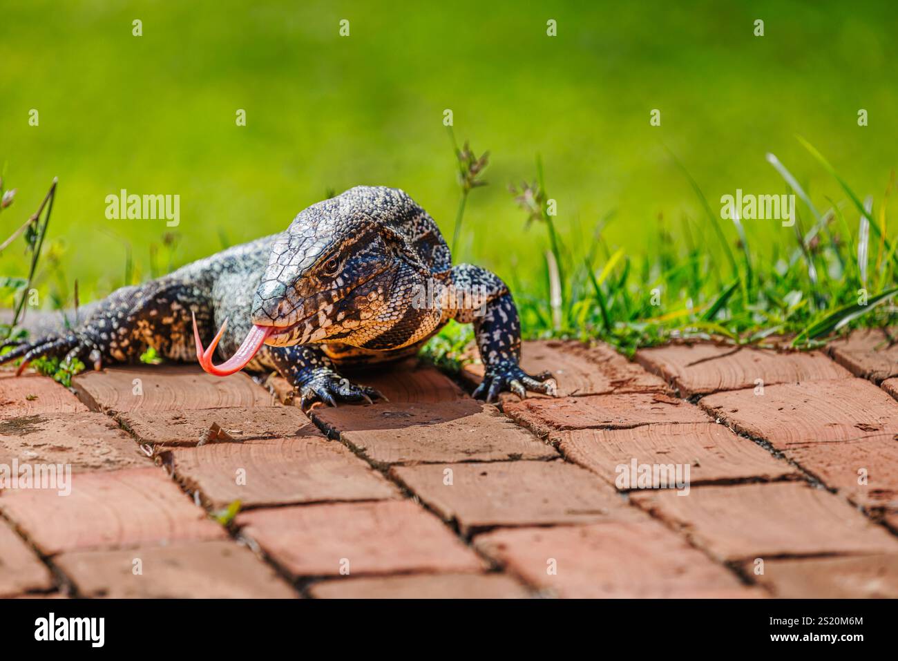 A tegus lizard (Salvator merianae) with forked tongue extended, Caiman ...