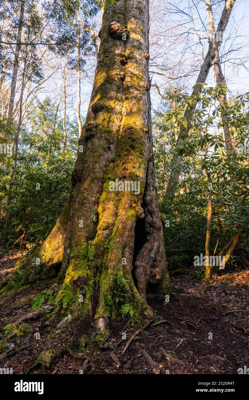 Moss Covers Trunk of Giant Tree in the Albright Grove in the Smokies ...