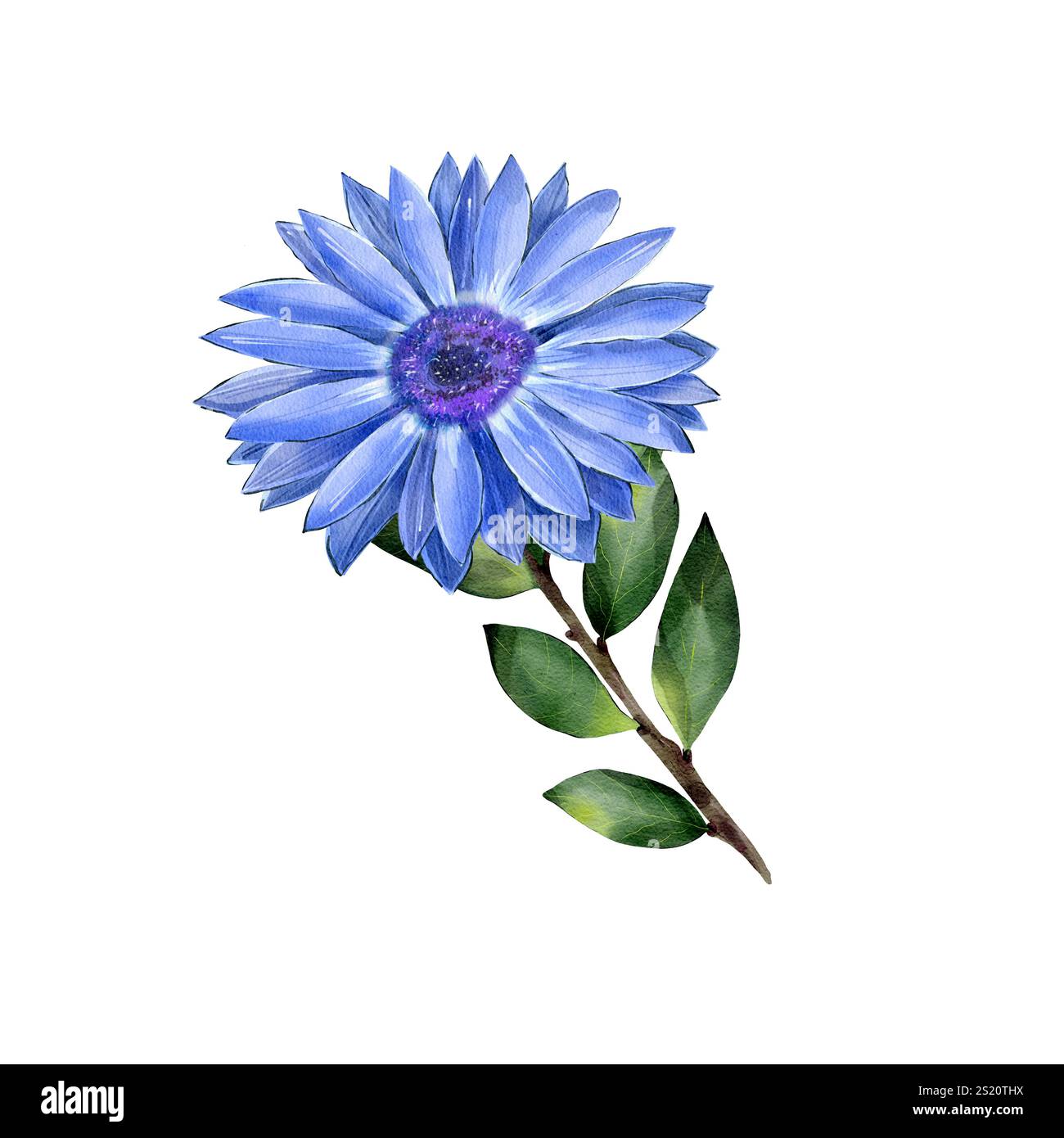 Chrysanthemum, rudbeckia on a branch with green leaves. Hand drawn ...