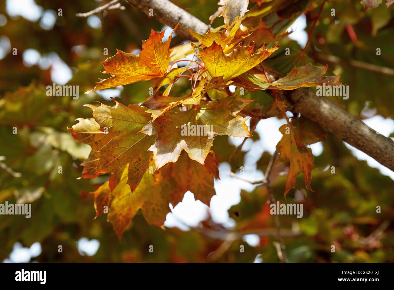 Autumn sugar maple leaves Stock Photo - Alamy