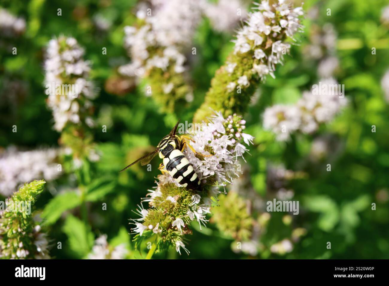 Four-banded stink bug hunter wasp visiting spearmint Stock Photo - Alamy