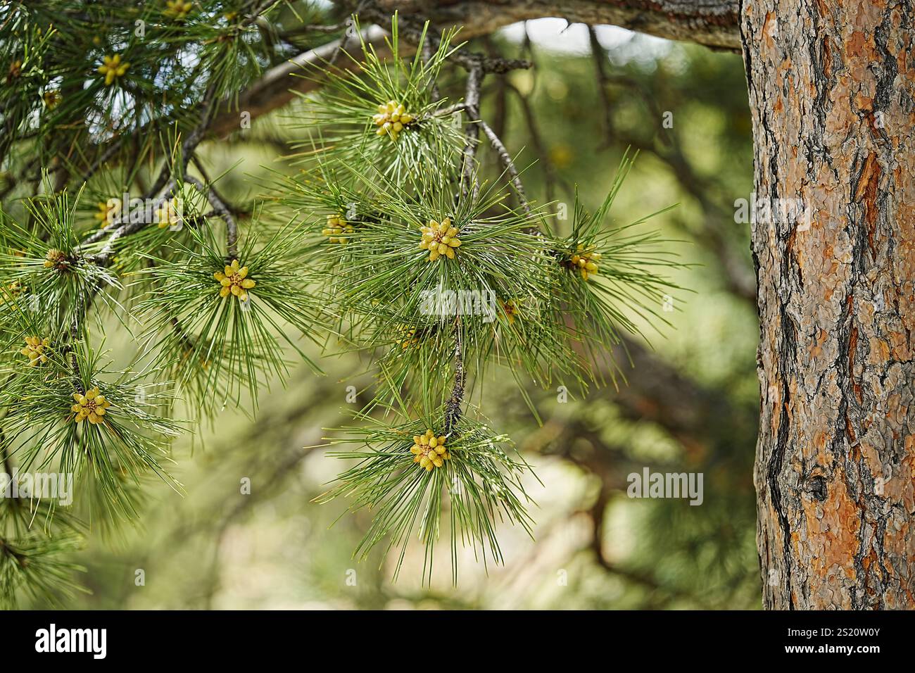 Lodgepole Pine pollen cone clusters and trunk Stock Photo - Alamy