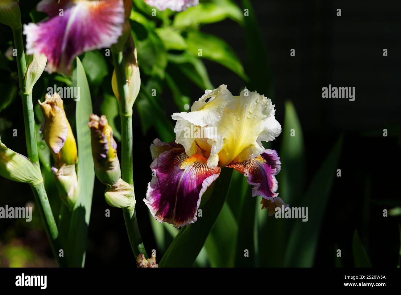 Tall Bearded Iris 'Aliens of the Galaxy' Stock Photo - Alamy