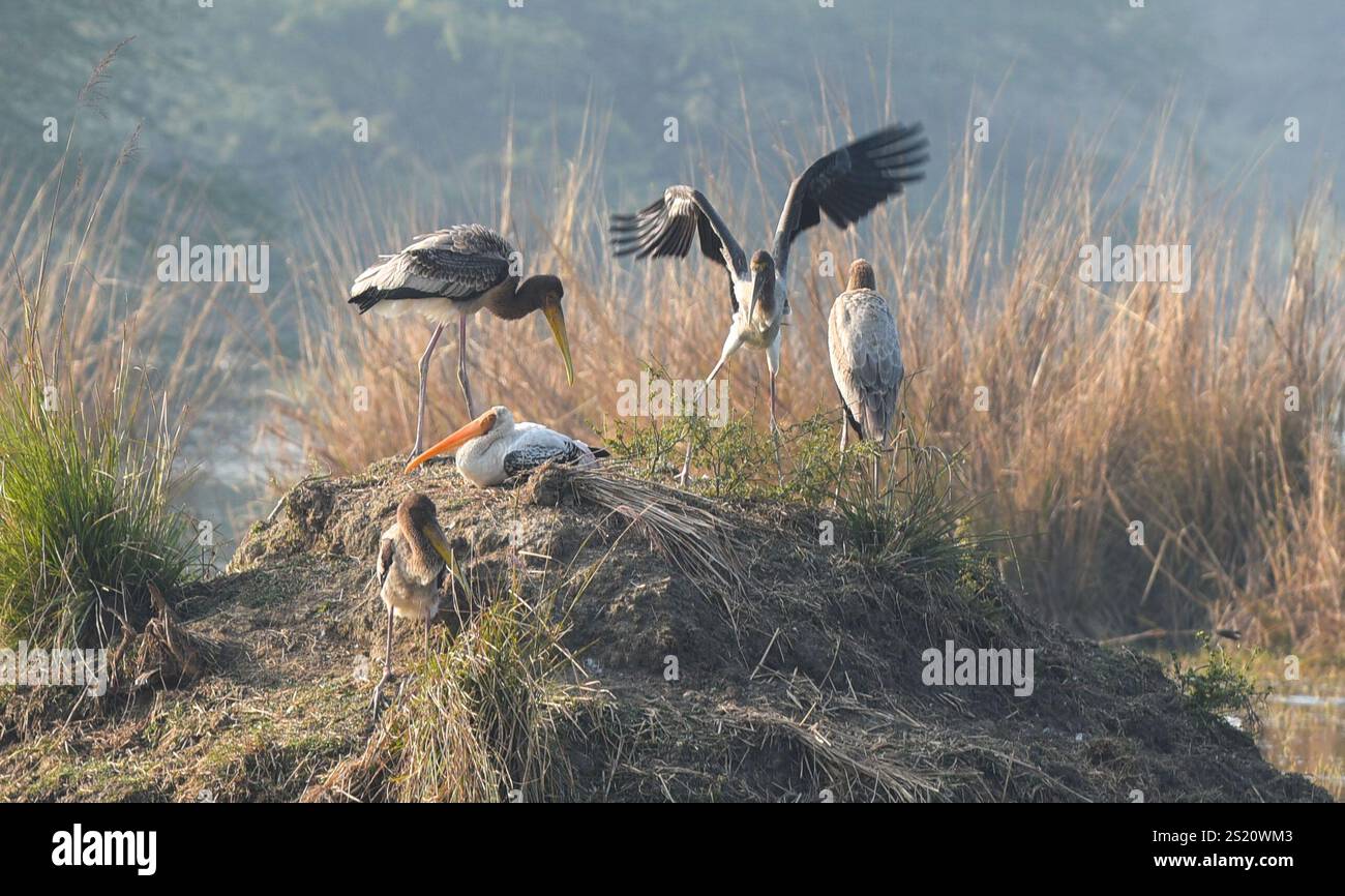GURUGRAM, INDIA - JANUARY 5: Bird lovers arrive at Sultanpur National ...