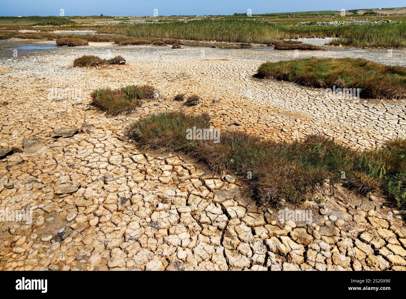 Dried mud in salt flats, Goury, Normandy, France Stock Photo - Alamy
