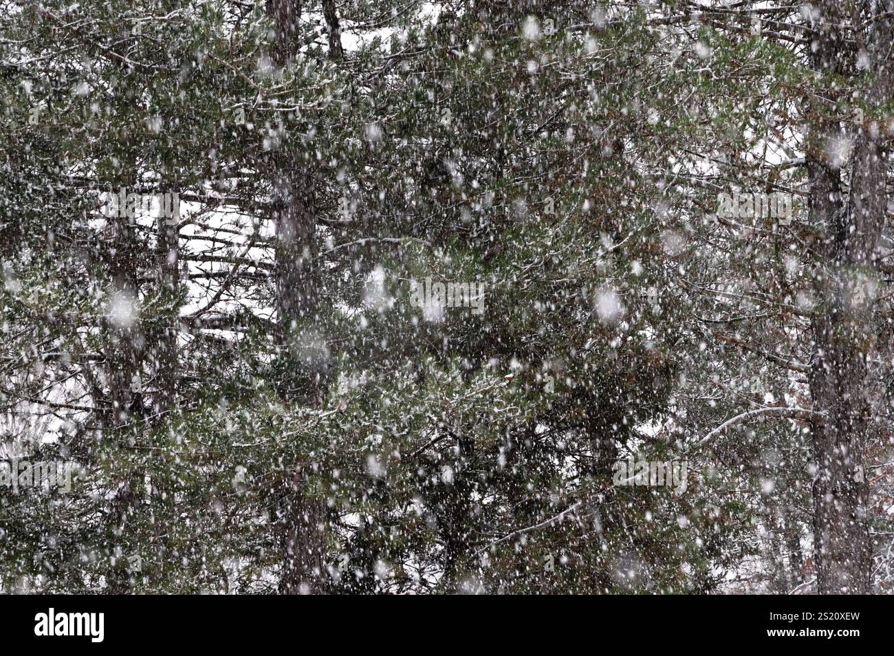Pine trees in snow snowfall hi-res stock photography and images - Alamy