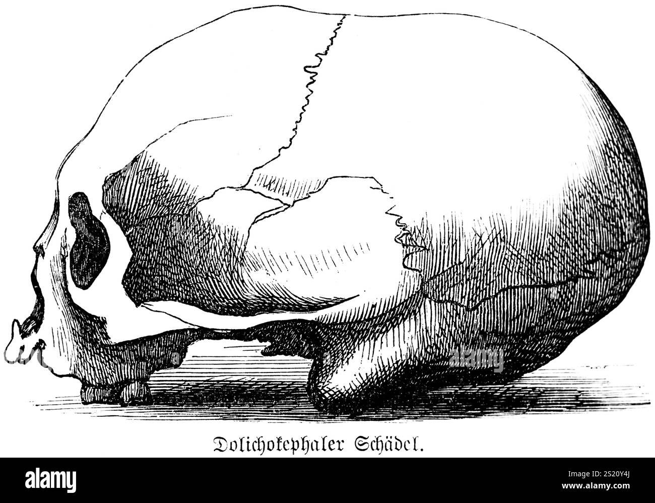 Human head side view Black and White Stock Photos & Images - Alamy