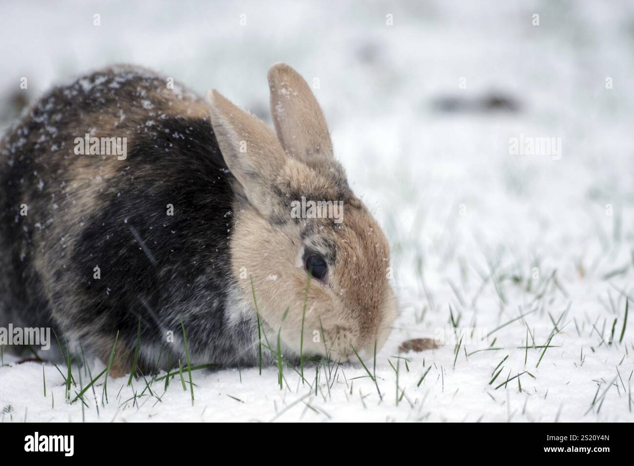 Rabbit (Oryctolagus cuniculus domestica), pet, portrait, snow, The ...
