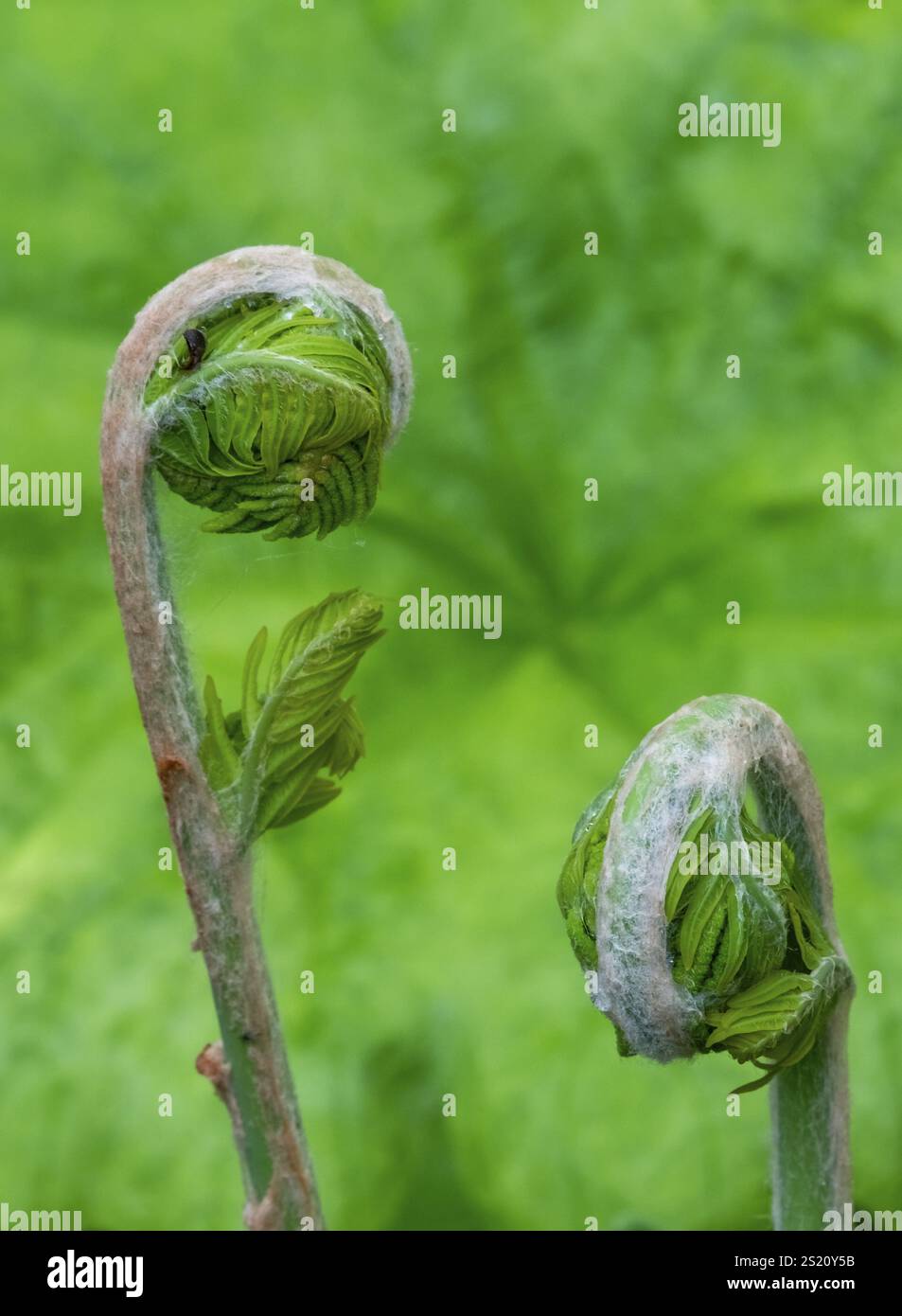 Netherlands plants hi-res stock photography and images - Alamy