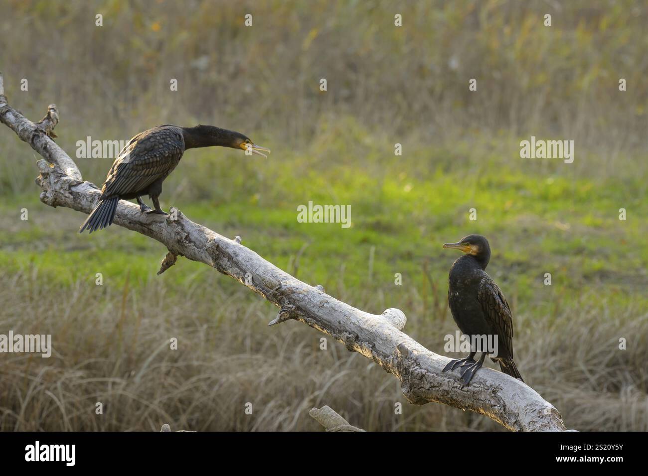 Cormorants (Phalacrocorax carbo), sitting, open beak, sun, Lower ...