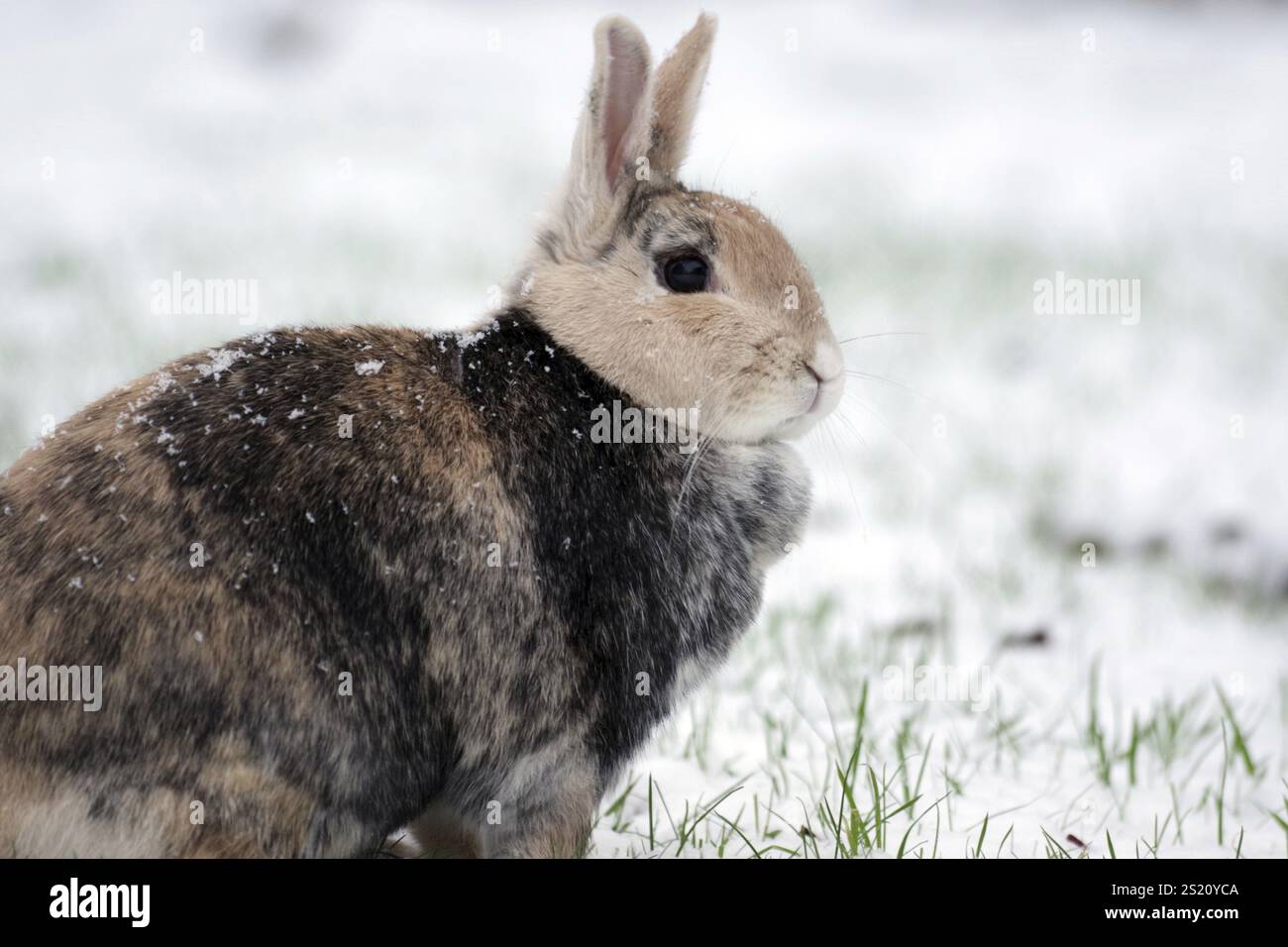 Rabbit (Oryctolagus cuniculus domestica), domestic animal, portrait ...