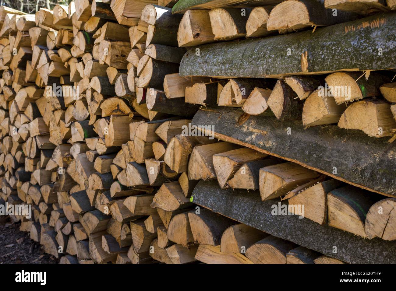 Trees in a forest were cut down during timber work. Natural, energy ...