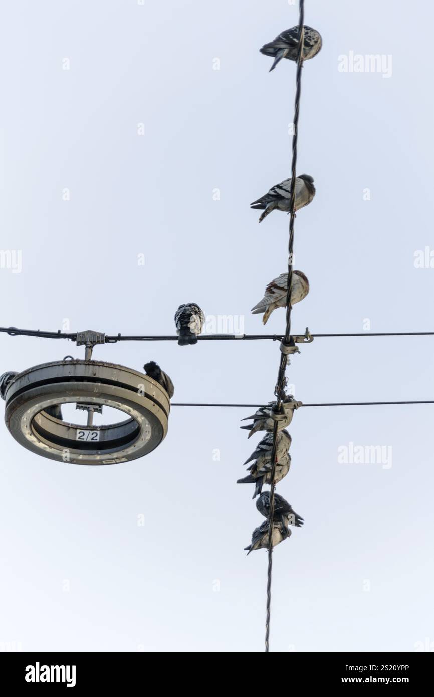 Birds on power line, surveillance camera Austria Stock Photo - Alamy
