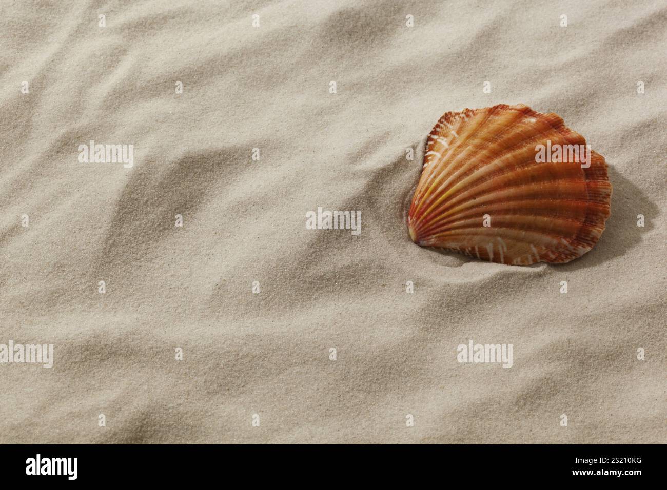 A shell lies in the sand of a sandy beach. Longing for fair and ...