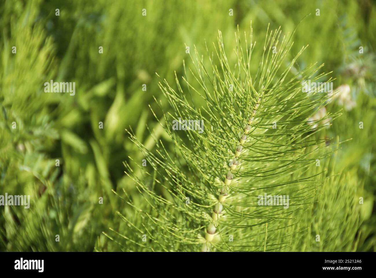 Green floral botanic background, plants and grass Stock Photo - Alamy