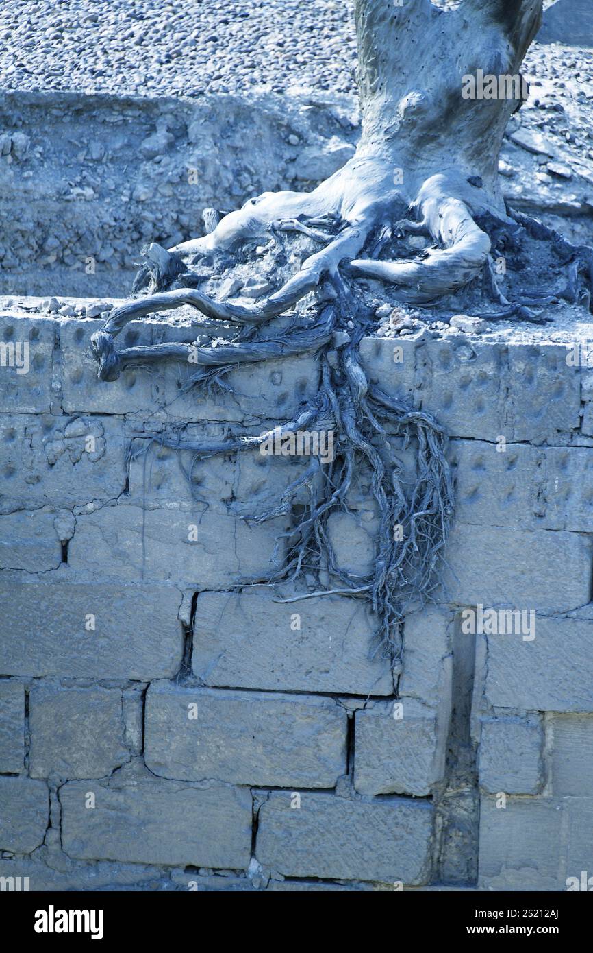 Roots of a tree reach into a stone wall Austria Stock Photo - Alamy