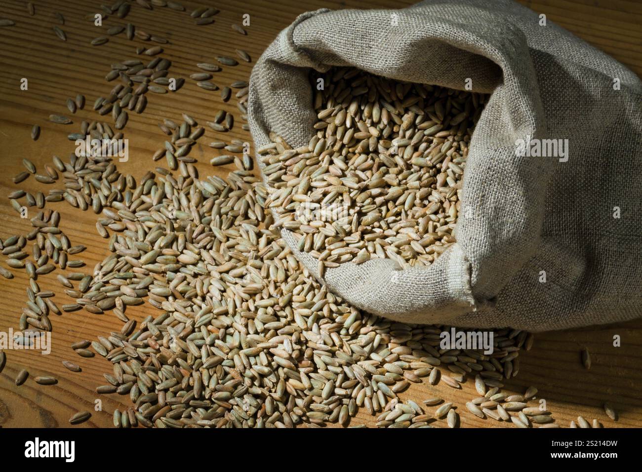 Grain Grains from rye. Yields for cereals in agriculture Austria Stock ...