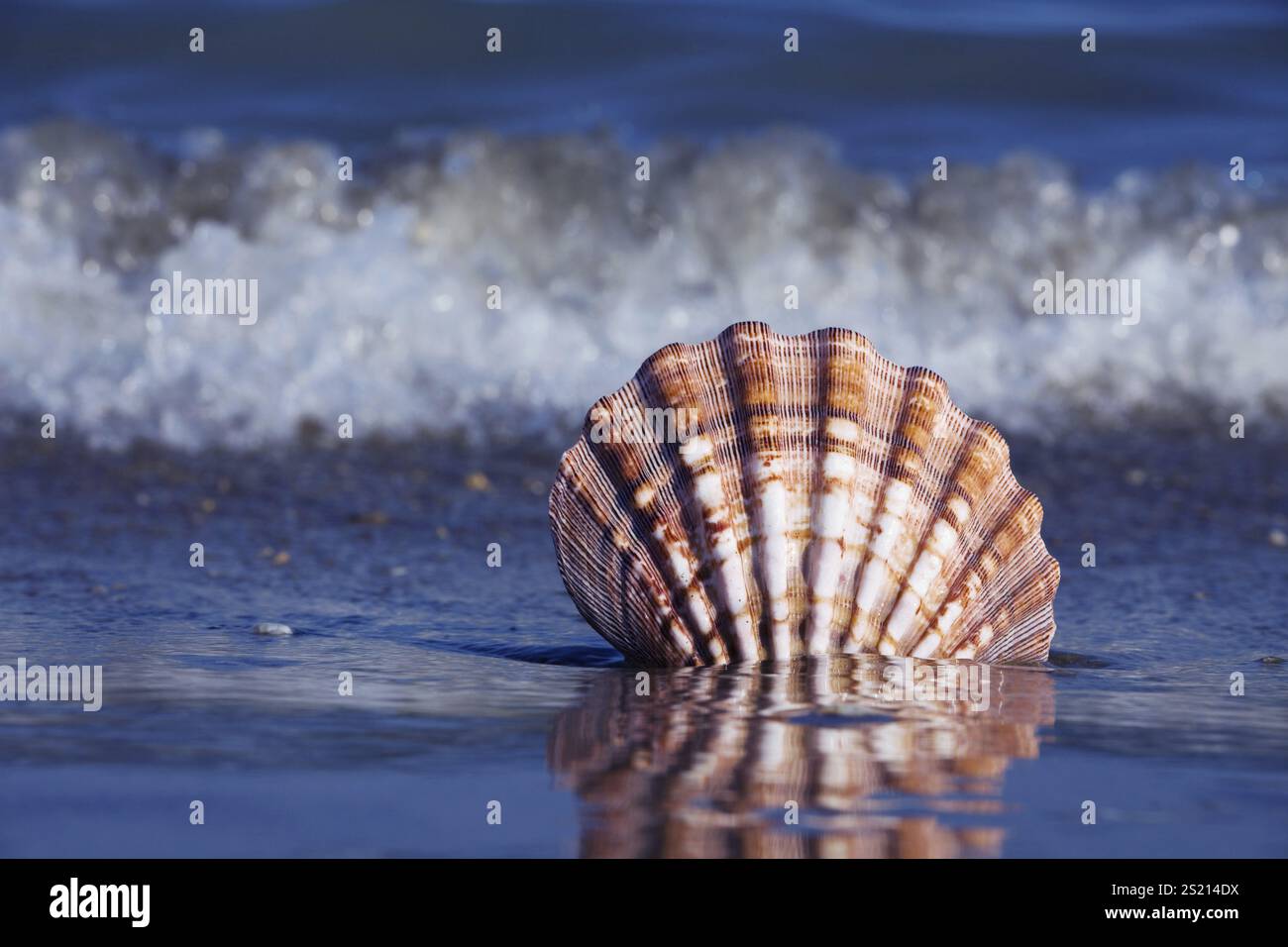 A shell lies on the sandy beach next to the sea. A nice reminder of the ...