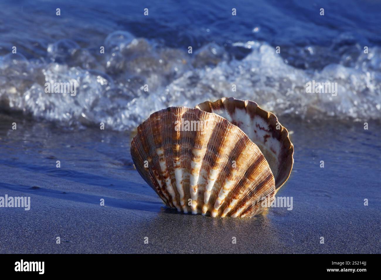 A shell lies on the sandy beach next to the sea. A nice reminder of the ...